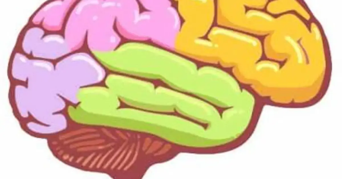 Sphingomyelin in the Brain and Cognitive Development | Wyeth Nutrition ...
